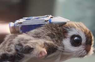 Jet Pack Squirrel Blasts Off for McVitie's New Sweeet Spot | LBBOnline