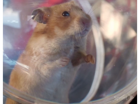 Meet a Talking Hamster's 'Framily' in New Sprint Spots | LBBOnline