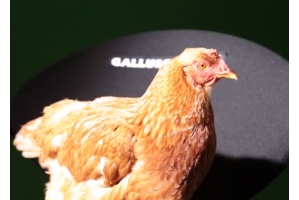 LG's Steadicam Chicken is Clucking Gutted at Failing at Eurobest ...