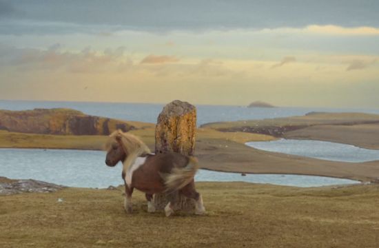 W+K's Dancing Pony for Three | LBBOnline