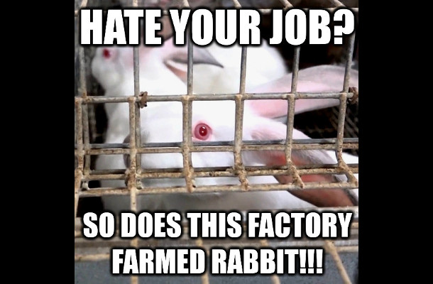 Shocking Emoji-Filled Memes and GIFs Released to 'End the Cage Age' for ...