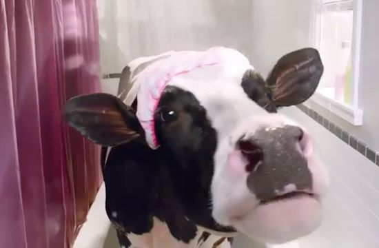 California Cows Get Swagger Jagger | LBBOnline