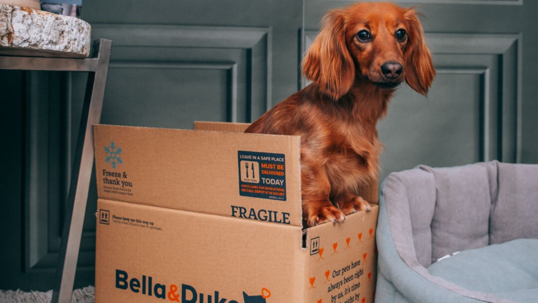 Bella & Duke Appoints the7stars to Handle Digital Performance Account ...