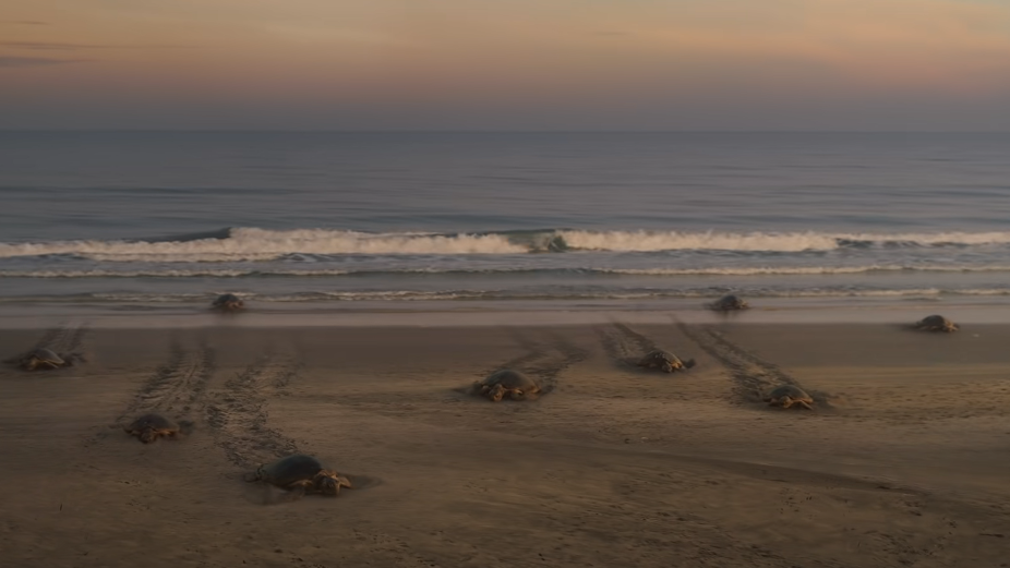 Kia Shines a Light on the Conservation of Endangered Sea Turtles in ...